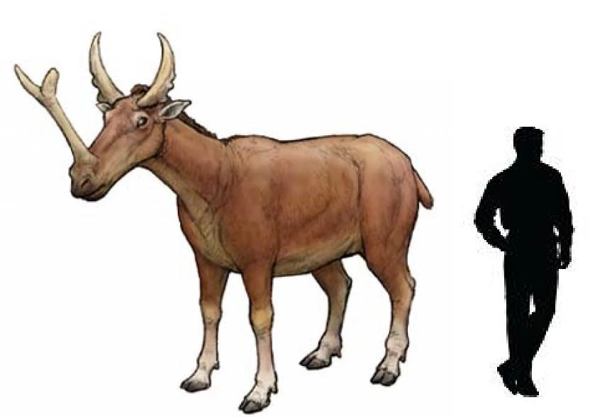 Syntethoceras | Wiki ACAM | Fandom