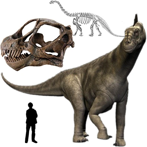 Camarasaurus | Wiki ACAM | Fandom
