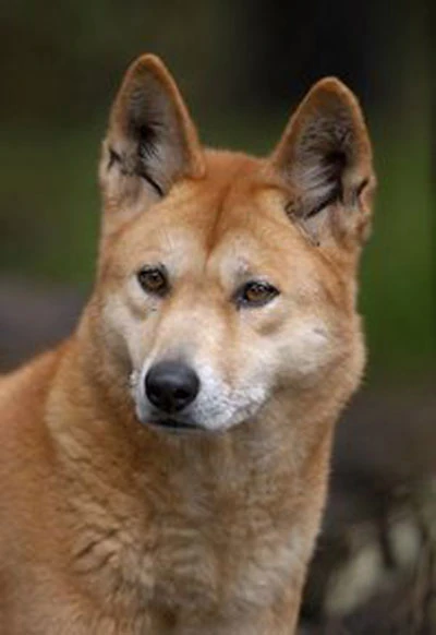 Dingo | Wiki ACAM | Fandom