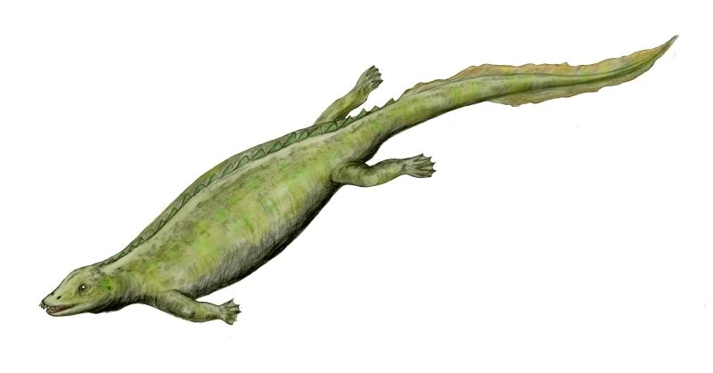 Paraplacodus | Wiki ACAM | Fandom