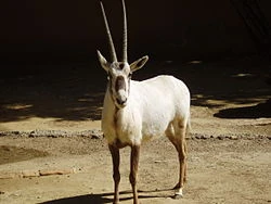 Oryx | Wiki ACAM | Fandom