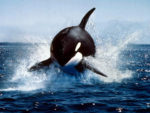 Orca | Wiki ACAM | Fandom