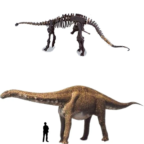 Cetiosaurus | Wiki ACAM | Fandom
