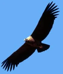 Condor | Wiki ACAM | Fandom