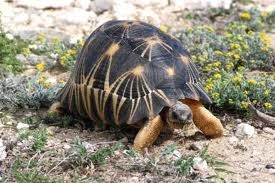 Tortuga estrellada de Madagascar | Wiki ACAM | Fandom