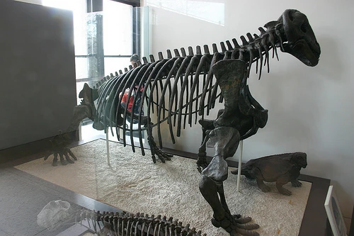 Moschops | Wiki ACAM | Fandom