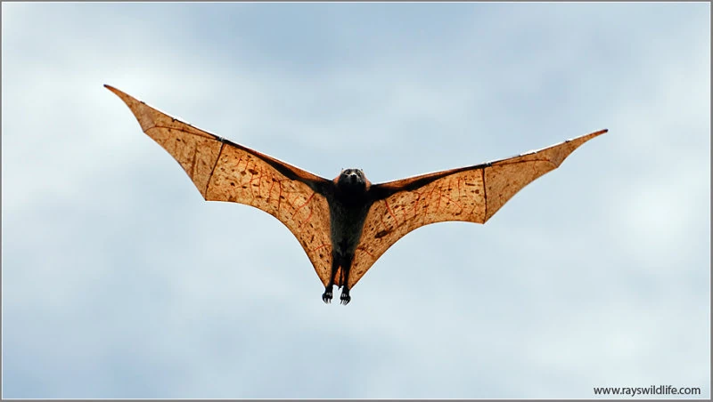 Murciélago zorro volador filipino | Wiki ACAM | Fandom