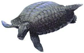 Henodus | Wiki ACAM | Fandom