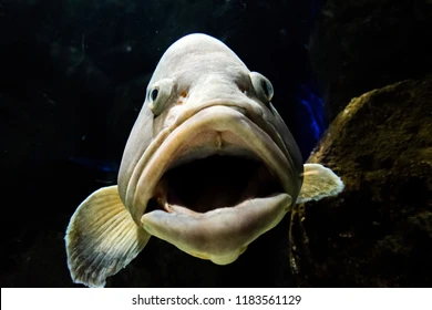 Selling overgrown mut aer | Fandom