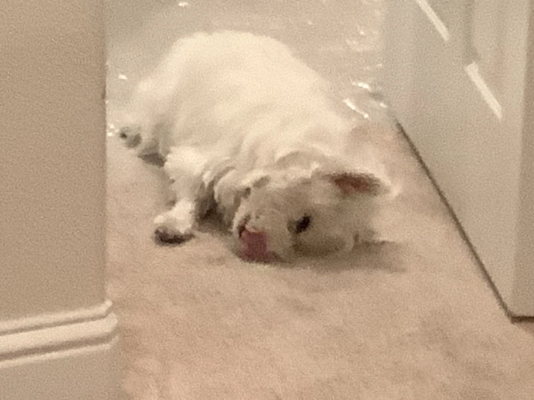 THE DOGGO RETURNS. | Fandom