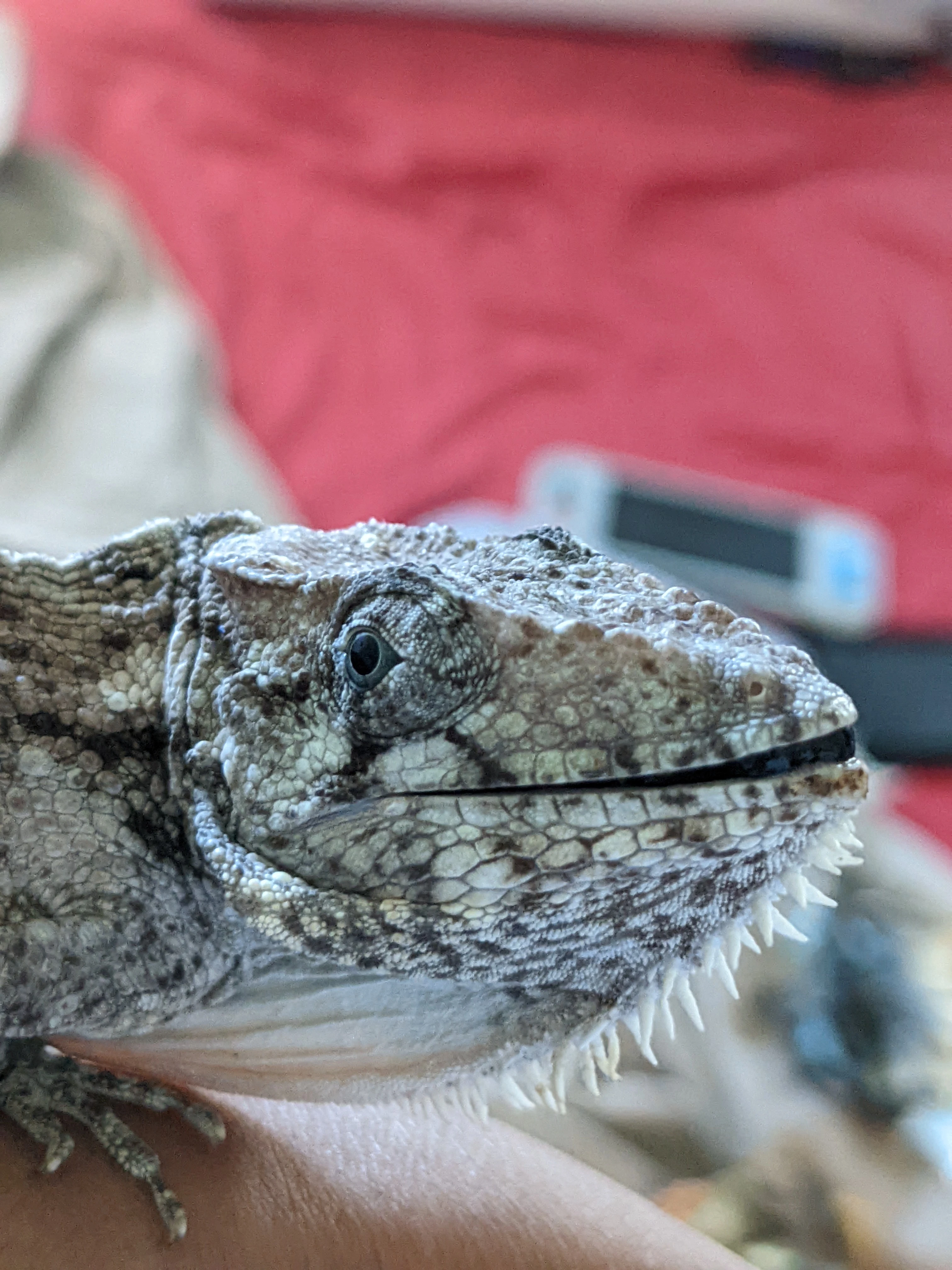 Check out my lizards | Fandom