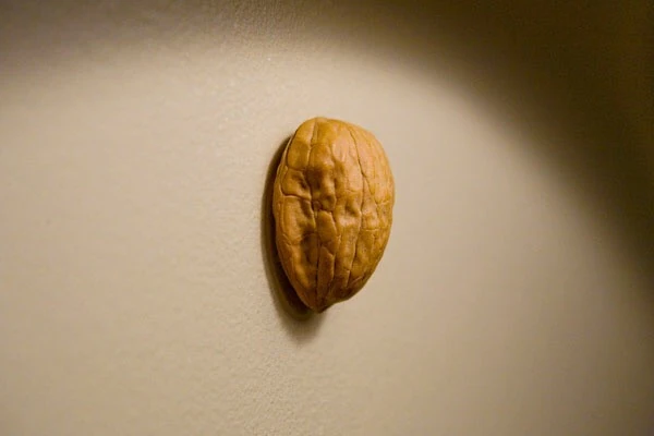 Wall-Nut | Acecord Wiki | Fandom