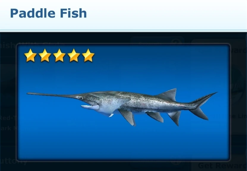 Paddle Fish | Ace Fishing Wiki | Fandom