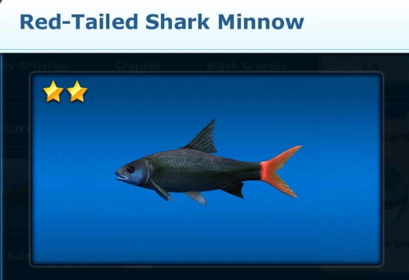 Red-Tailed Shark Minnow | Ace Fishing Wiki | Fandom