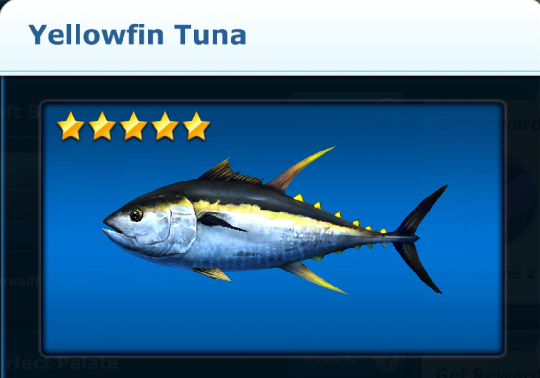 Yellowtail Tuna Drawing