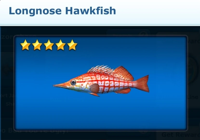 Longnose Hawkfish
