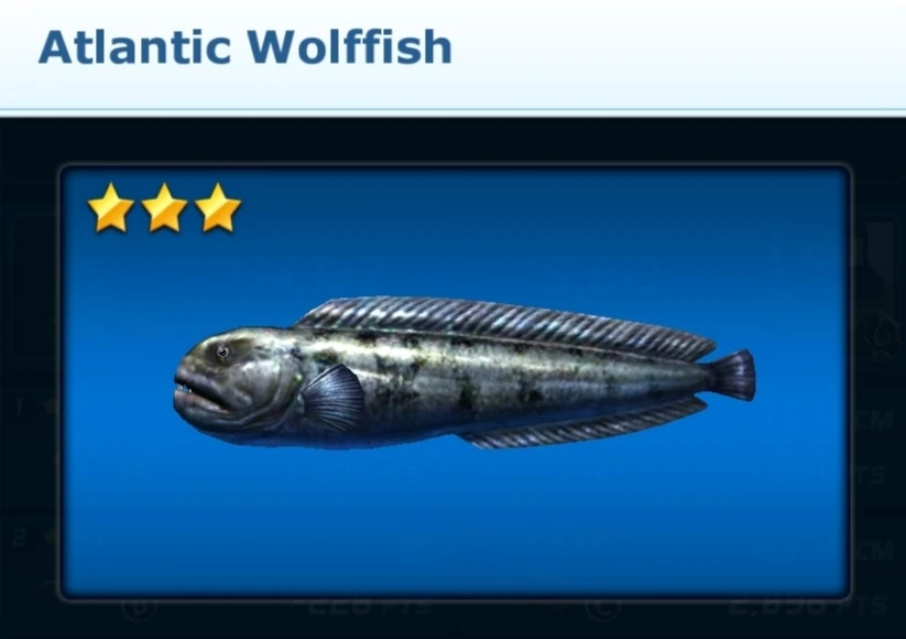Atlantic Wolffish | Ace Fishing Wiki | Fandom