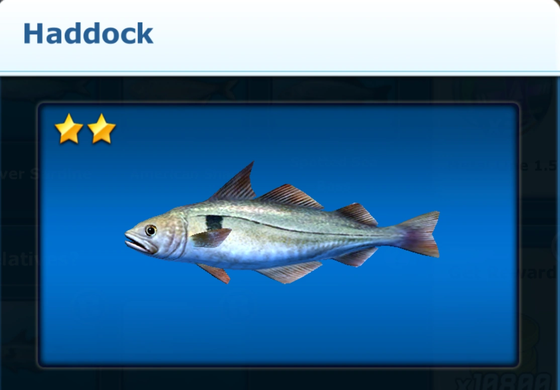 Haddock | Ace Fishing Wiki | Fandom
