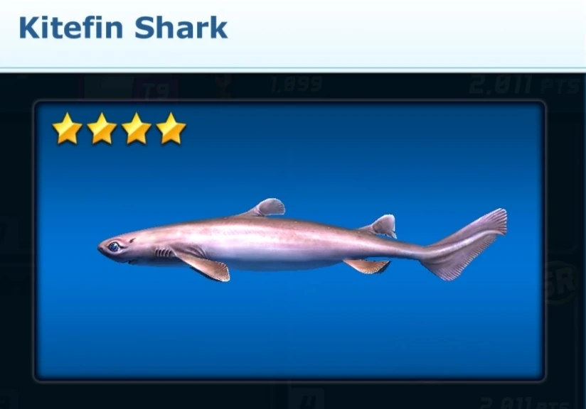 Kitefin Shark | Ace Fishing Wiki | Fandom