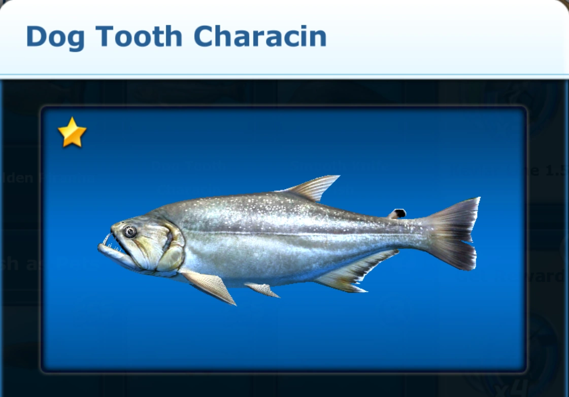 Dog Tooth Characin | Ace Fishing Wiki | Fandom
