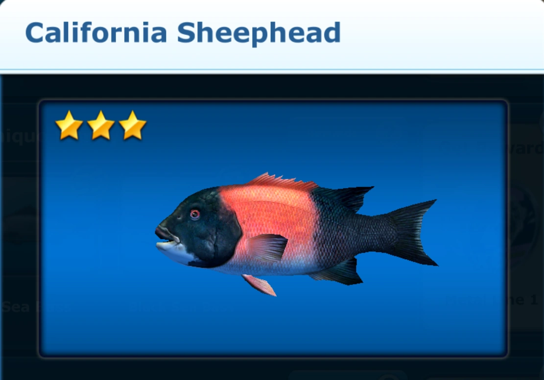 California Sheepshead | Ace Fishing Wiki | Fandom