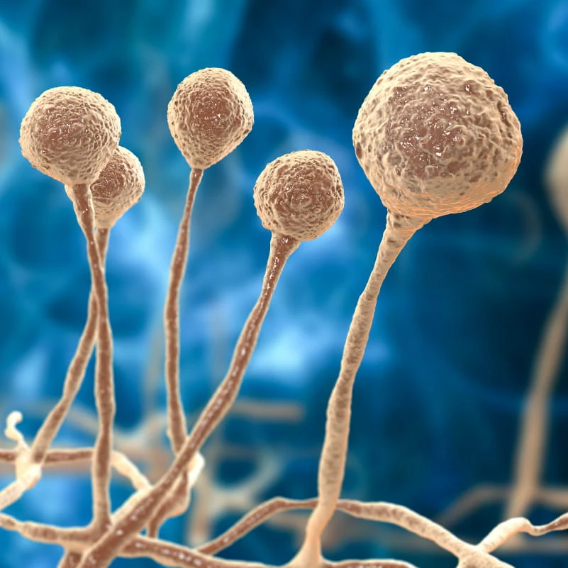 The Venus Fungus | Acid Refuge Lore Wiki | Fandom