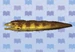 Moray Eel | Animal Crossing New Leaf Wiki | Fandom