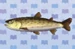 Stringfish | Animal Crossing New Leaf Wiki | Fandom