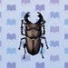 Giant Stag | Animal Crossing New Leaf Wiki | Fandom