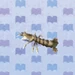Mantis Shrimp | Animal Crossing New Leaf Wiki | Fandom