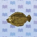 Olive Flounder | Animal Crossing New Leaf Wiki | Fandom