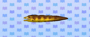 Moray Eel | Animal Crossing: New Leaf Wiki | Fandom
