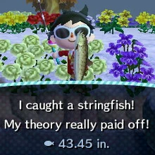 Stringfish | Animal Crossing: New Leaf Wiki | Fandom