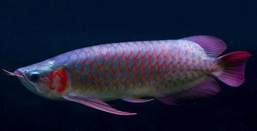 Arowana | Animal Crossing: New Leaf Wiki | Fandom