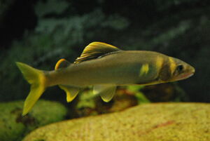 Sweetfish | Animal Crossing: New Leaf Wiki | Fandom