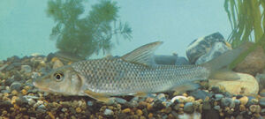 Barbel Steed | Animal Crossing: New Leaf Wiki | Fandom