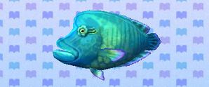 Napoleonfish | Animal Crossing: New Leaf Wiki | Fandom