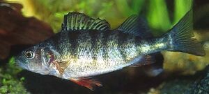 Yellow Perch | Animal Crossing: New Leaf Wiki | Fandom