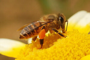Honeybee | Animal Crossing: New Leaf Wiki | Fandom