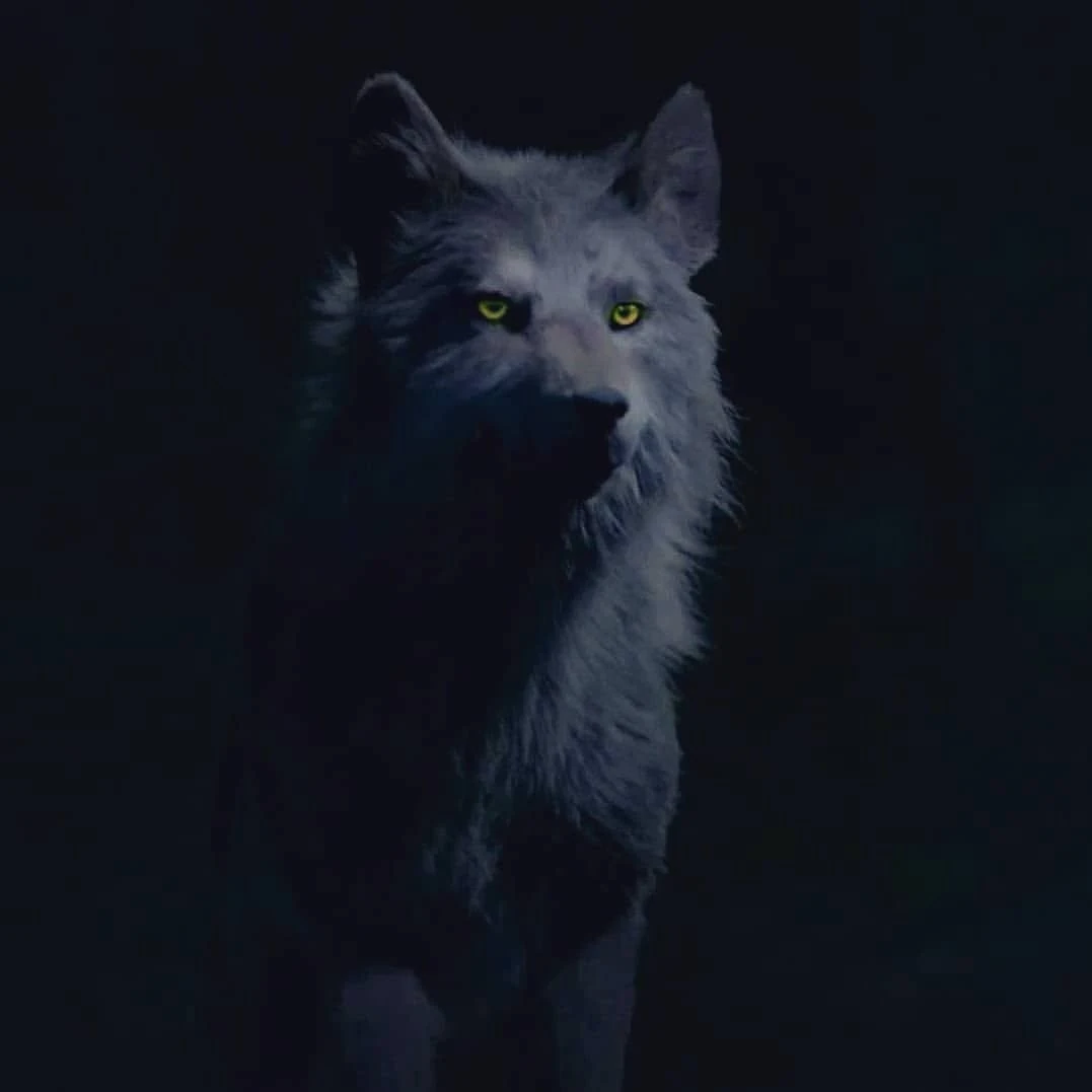 Werewolf | A Court of Original Vampire Academies Wiki | Fandom