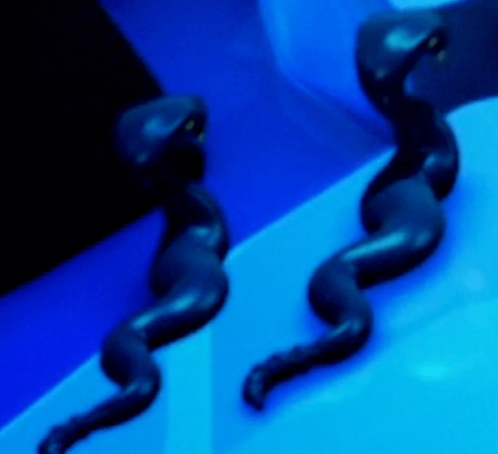 Hypno Vipers | Actionpedia | Fandom