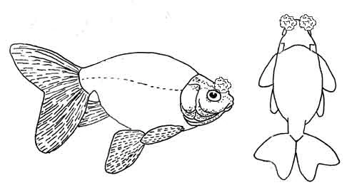 Pompón | Wiki Acuariofilia | Fandom