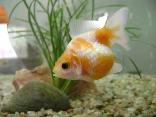 Escama de perla | Wiki Acuariofilia | Fandom