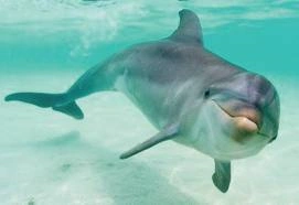 Delfín nariz de botella | Wikia Acuático | Fandom