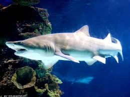 Tiburón Toro | Wikia Acuático | Fandom