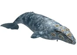 Ballena Gris | Wikia Acuático | Fandom