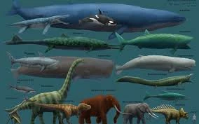 Ballena Azul | Wikia Acuático | Fandom