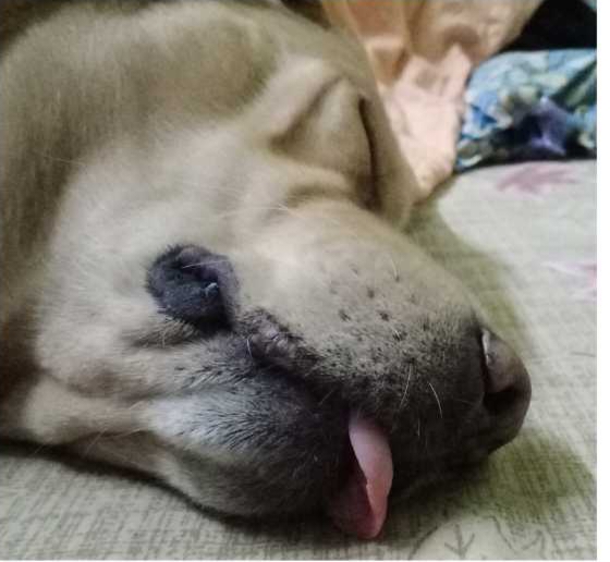 Daily doggo 1 | Fandom