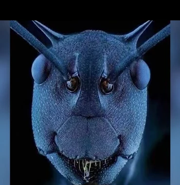 One of the new ninja can join the main team. Who? | Fandom