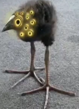 i have to go to some stupid festival but before i go there heres big ...